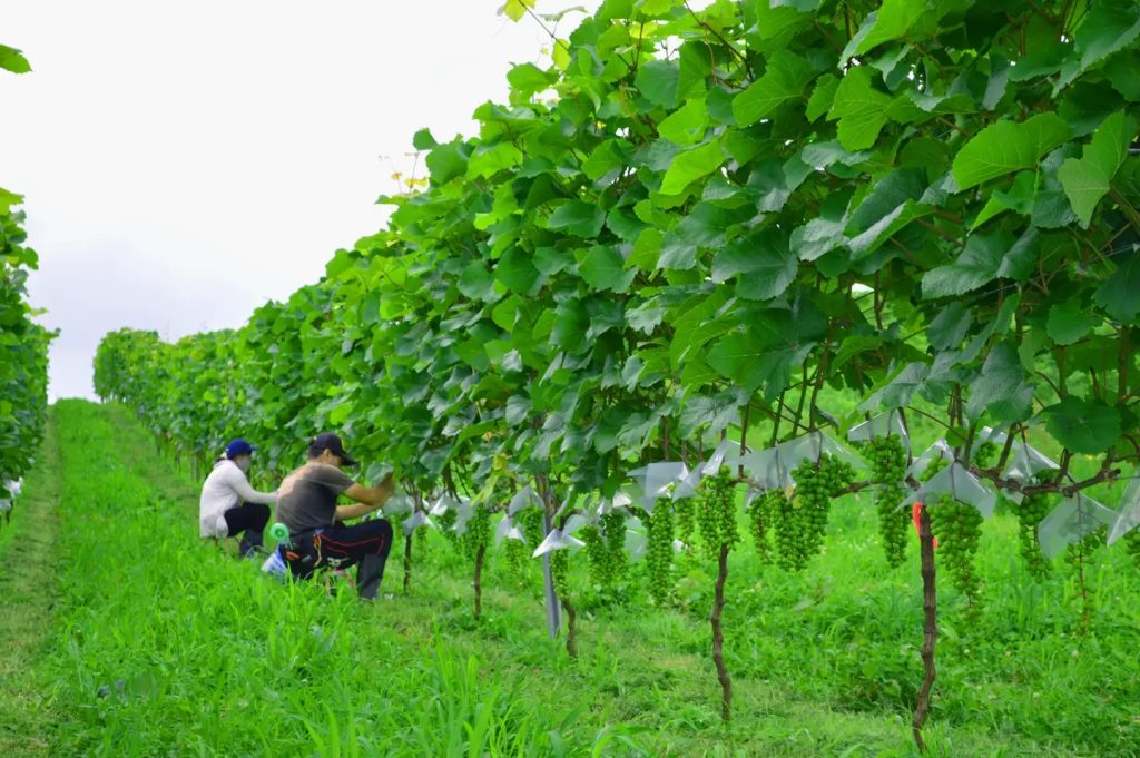 わいんびと - GRABLISS web plus