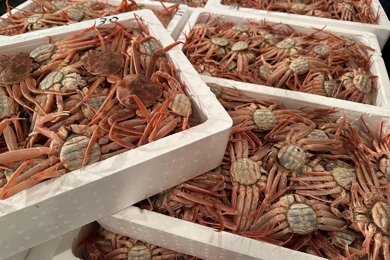 香箱ガニ2024解禁 - GRABLISS web plus