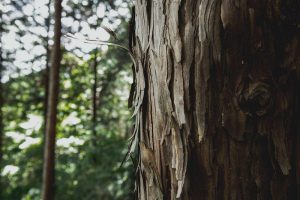 LUO「盆栽ジン」 - GRABLISS web plus